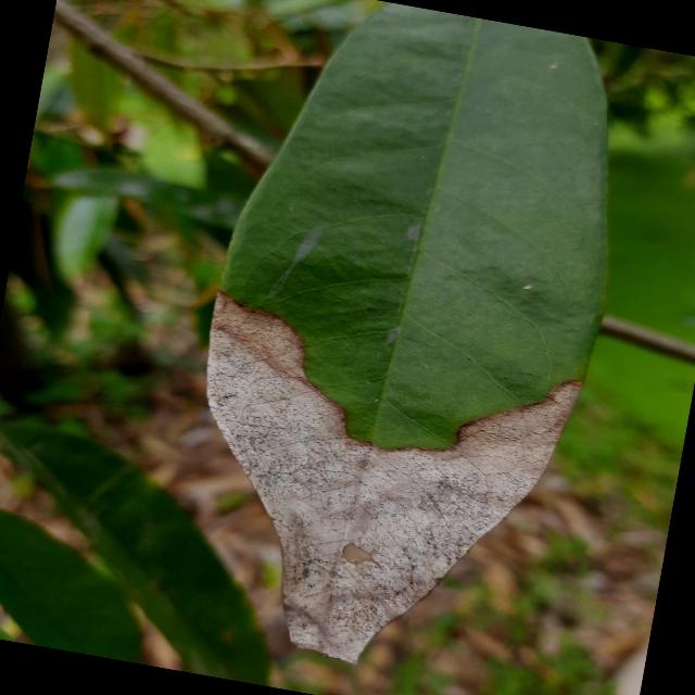 durian leaf3 Object Detection Dataset and Pre-Trained Model by Mintra