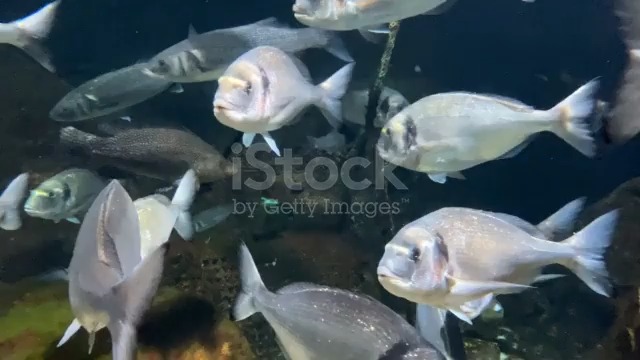 segmentation_fish Instance Segmentation Dataset by SLIMI Rahma