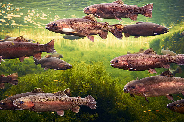 Salmon Instance Segmentation Dataset by SLIMI Rahma