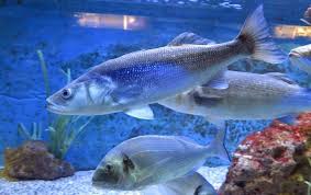 fish_detection Object Detection Dataset and Pre-Trained Model by SLIMI Rahma