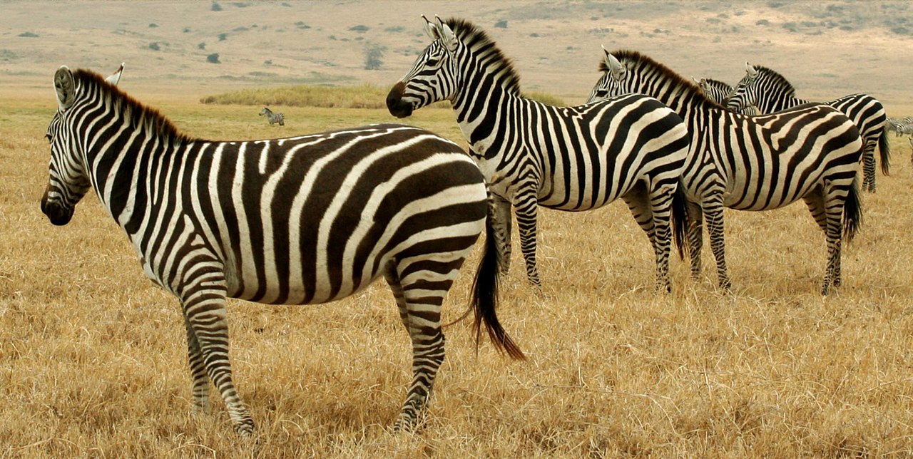 How to Use the Animals Object Detection Object Detection API