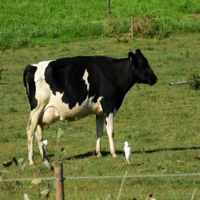 Cowsegmentation Instance Segmentation Dataset By Akshay Dilip Kumar