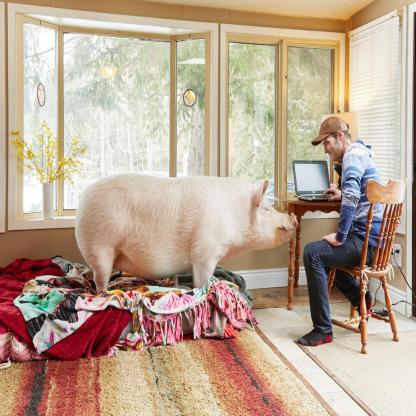 pig segmentation Object Detection Model by Akshay Dilip Kumar