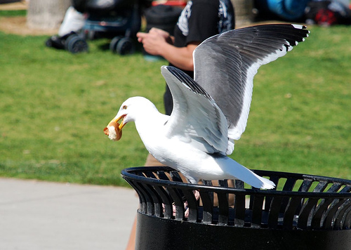 Bird Detections Object Detection Dataset By Birdsdetection