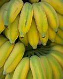 banana Object Detection Dataset by Banana ripeness