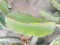 PROYECTO PITAHAYA - Roboflow Universe