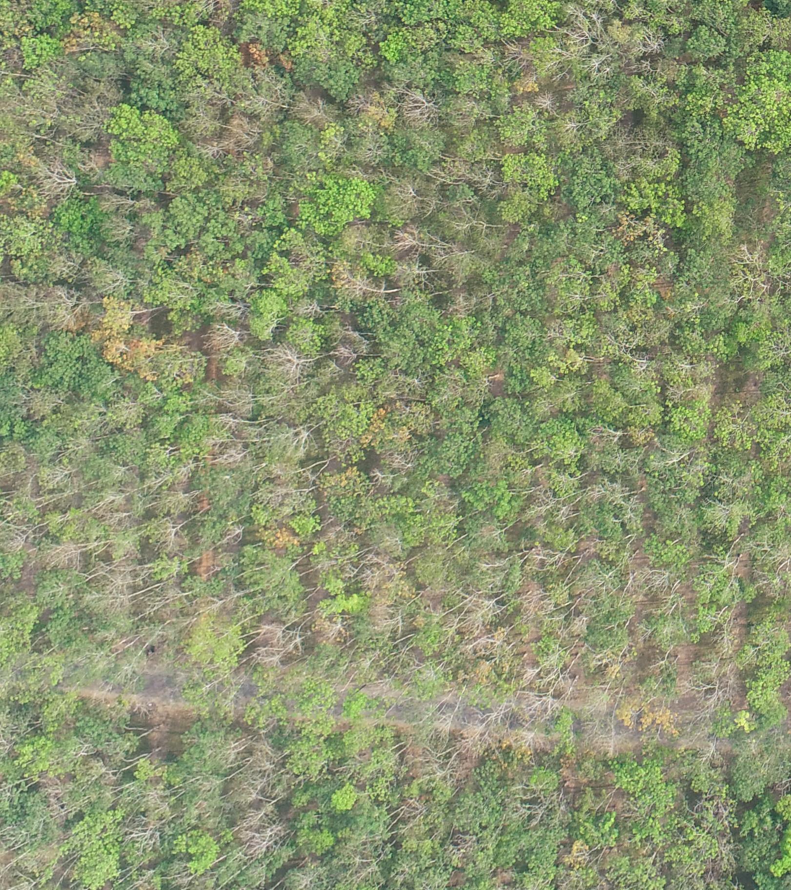 RUBBER TREE YOLO V8 Object Detection Model by GRID