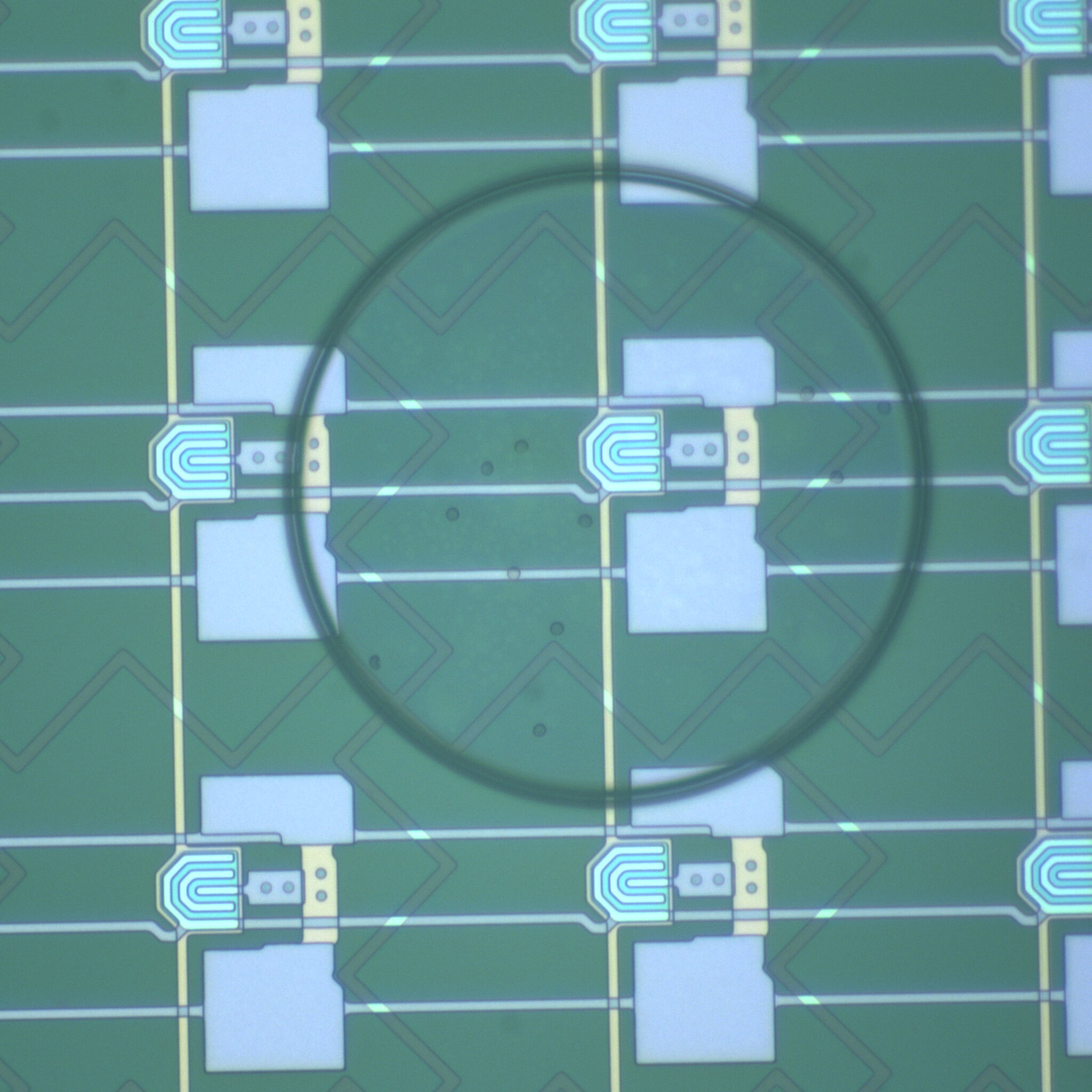 hela_cells_RBC_detect Object Detection Dataset by scratch