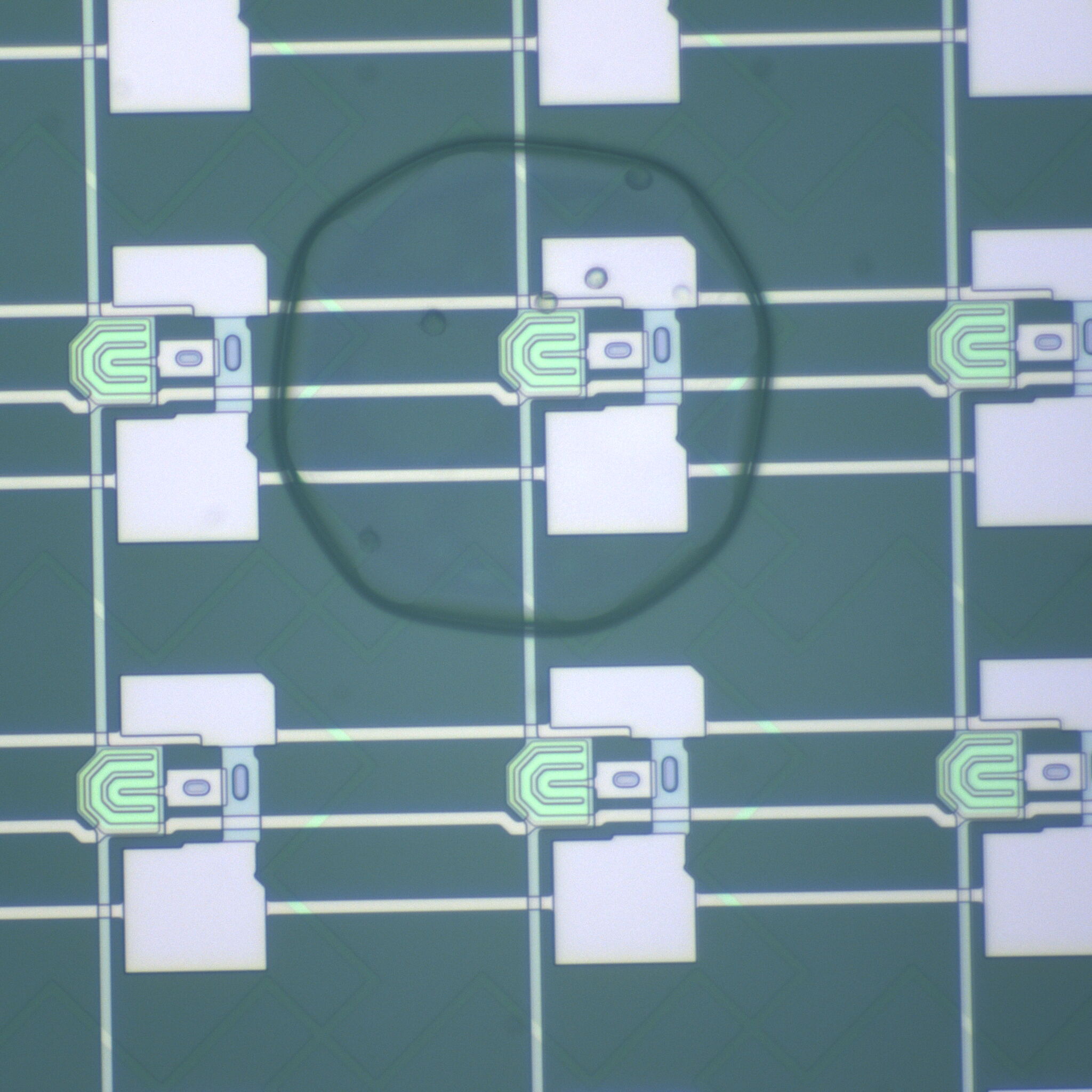 Jurkat/HeLa Object Detection Dataset and Pre-Trained Model by scratch