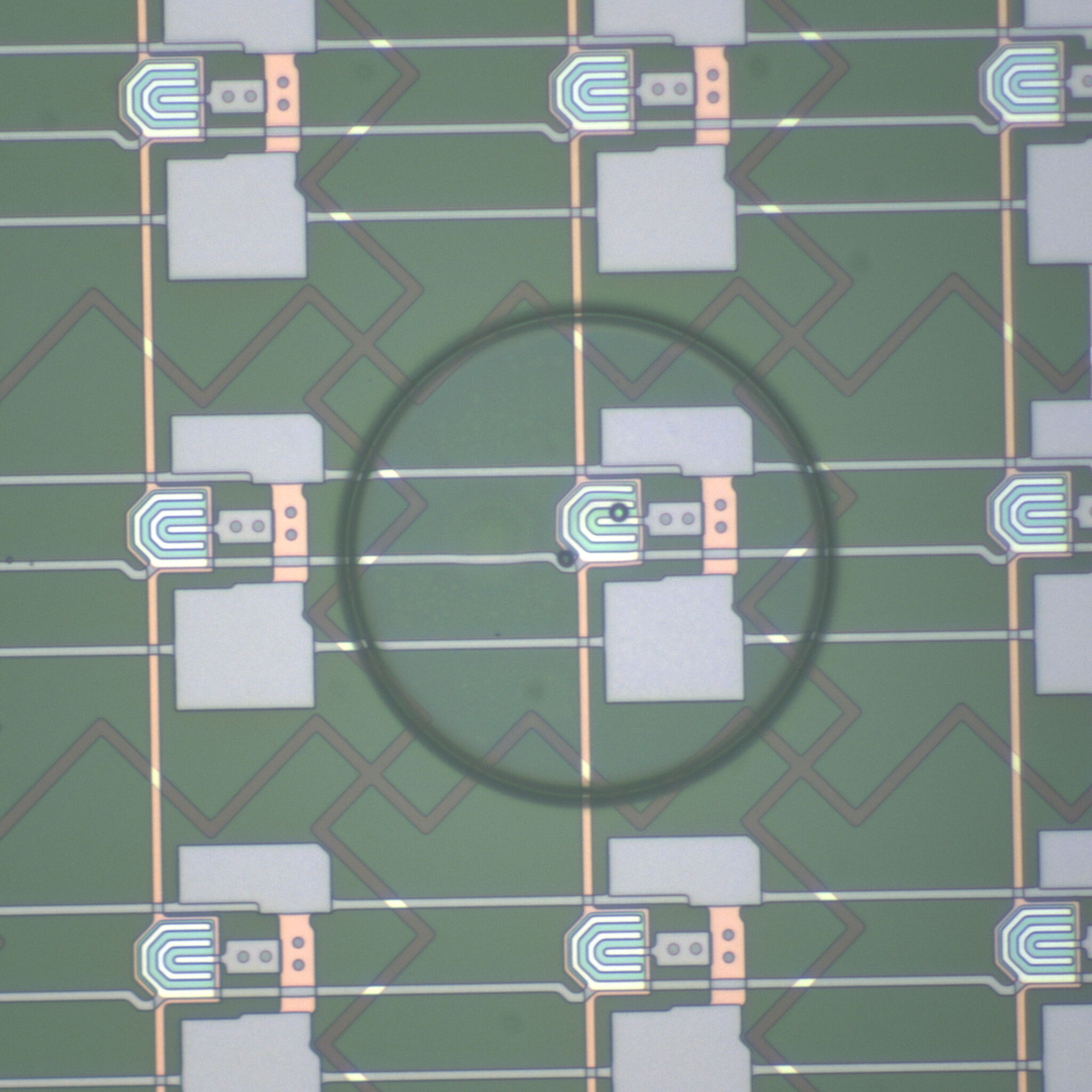 hela_PSB_seg Instance Segmentation Dataset by scratch