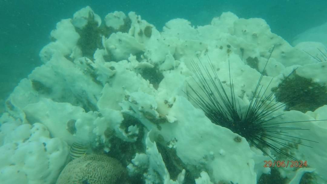 coral Object Detection Dataset and Pre-Trained Model by for work