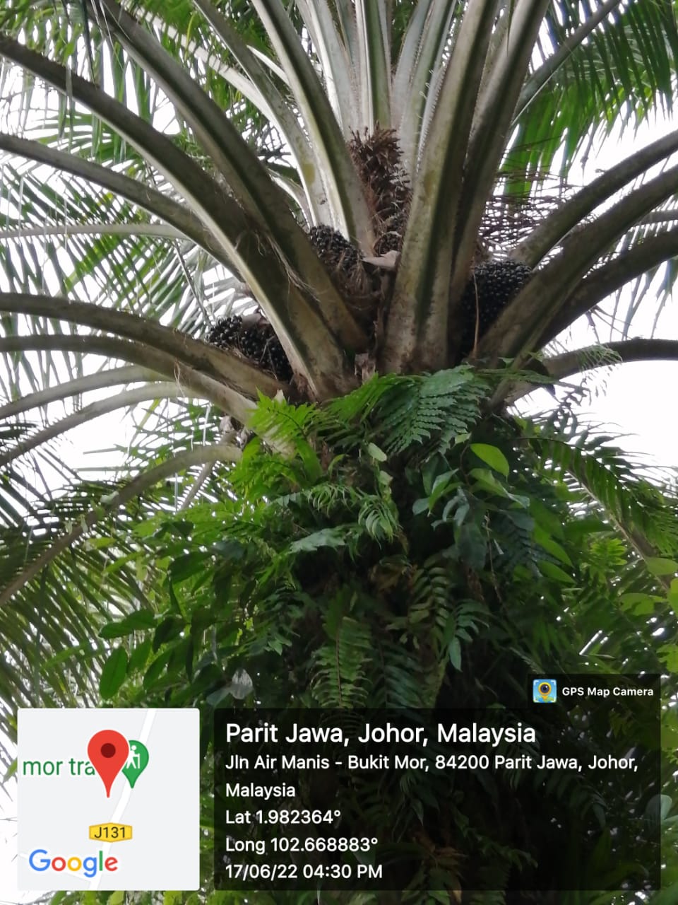 oil palm Object Detection Dataset by Multimedia University