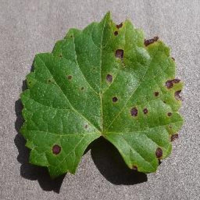 grape leaf Object Detection Model by wei cheng