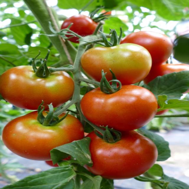 Cherry Tomatoes Object Detection Model by Tom Drapes