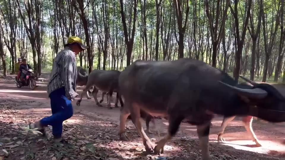 Elephants_16 Object Detection Dataset and Pre-Trained Model by ULTIMATE