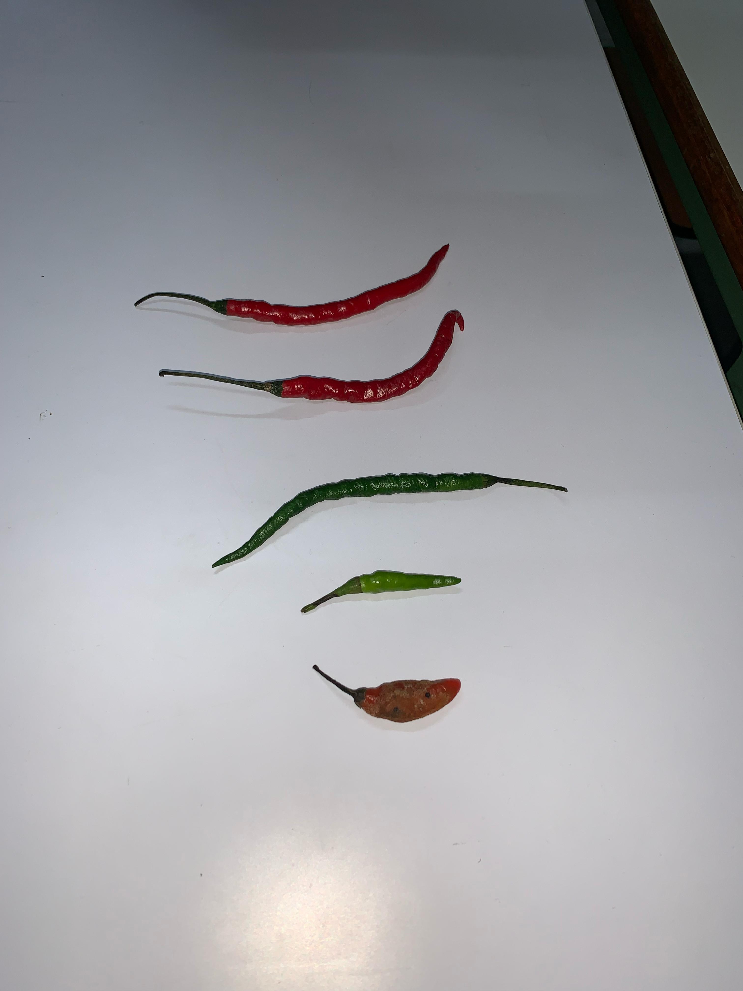 chili Object Detection Model by jaky