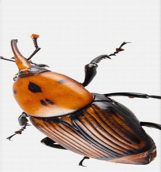 red palm weevil Object Detection Model by ENIS