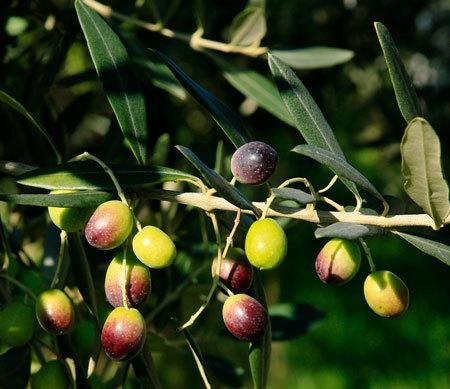 Olive Trees Sickness Object Detection Dataset by Workspace