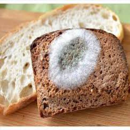 Detection mold on bread Object Detection Dataset by diploma