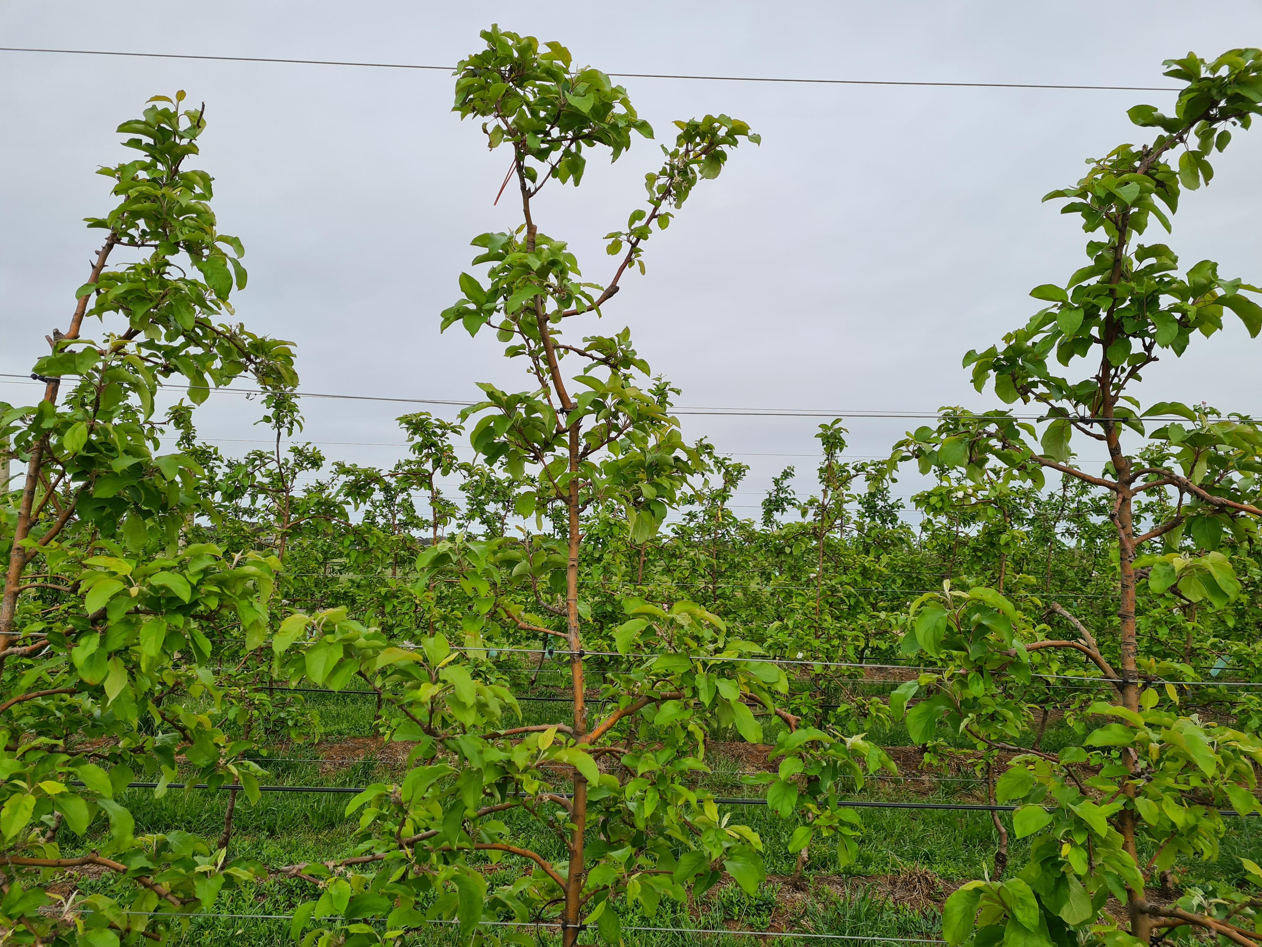 Line Detection Instance Segmentation Dataset By Monash University