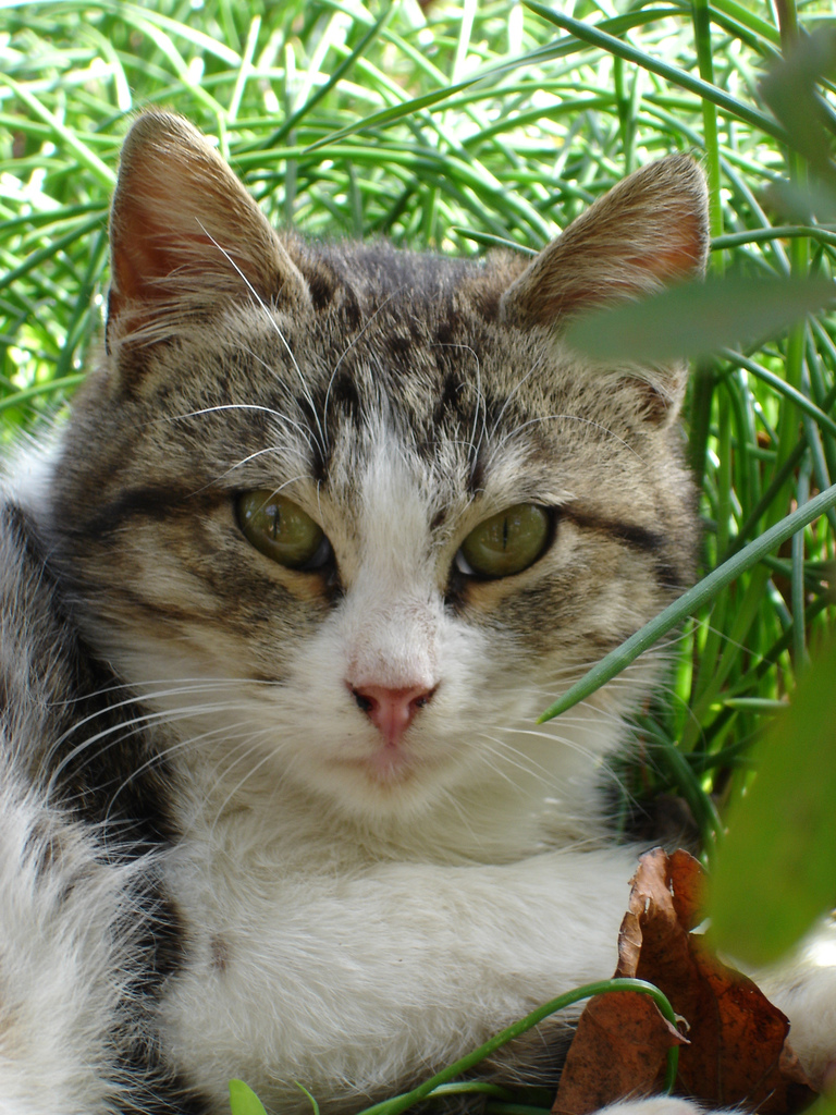 Cats Object Detection Dataset V1 Cat Dataset By New Workspace Zr51s