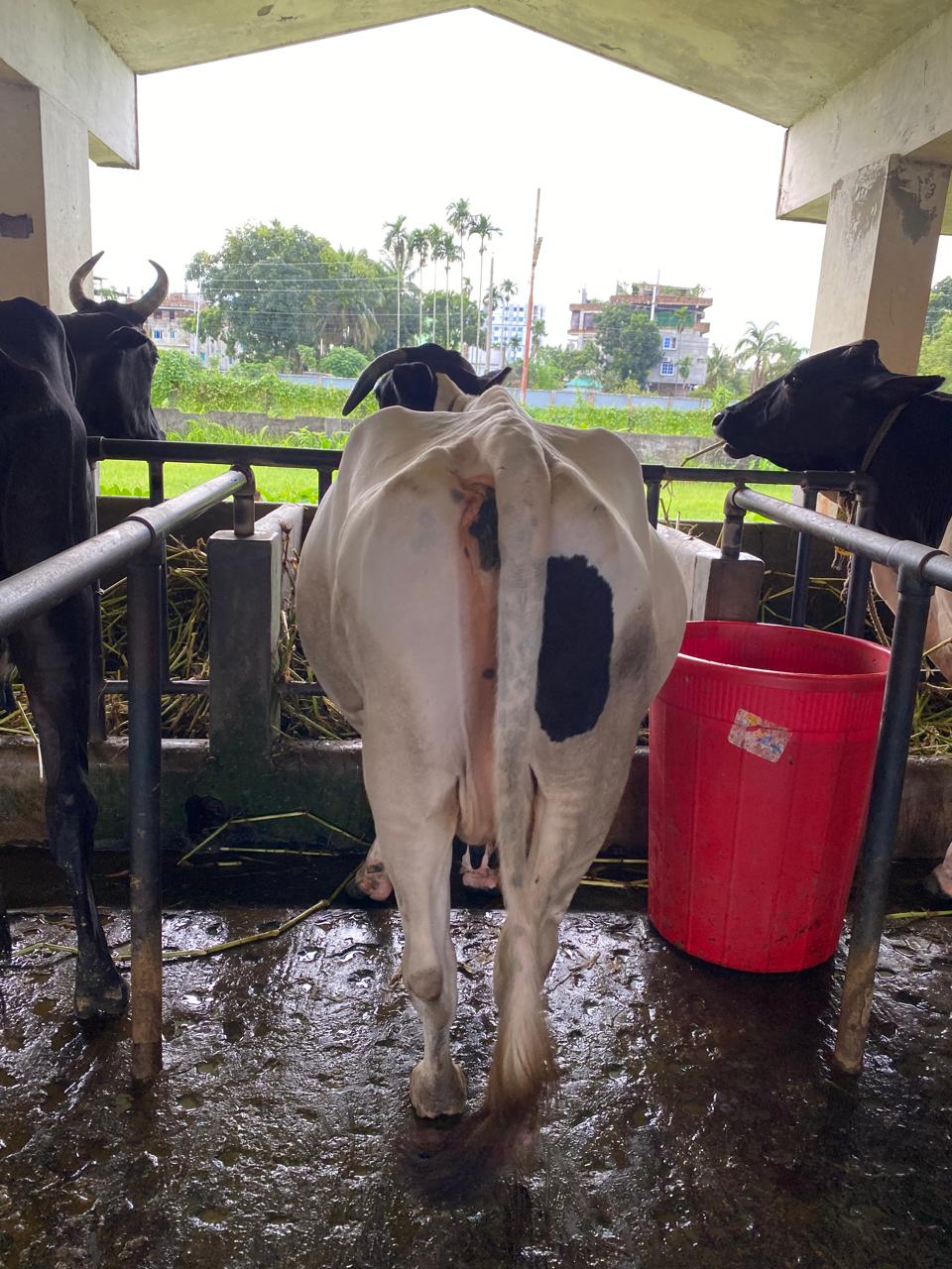 sir new project Object Detection Dataset by first project