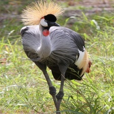 bird_datasets Object Detection Dataset by Graduate