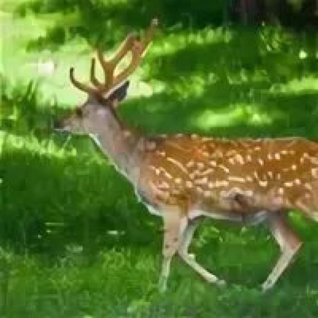 Wildlife G Object Detection Dataset by G2025