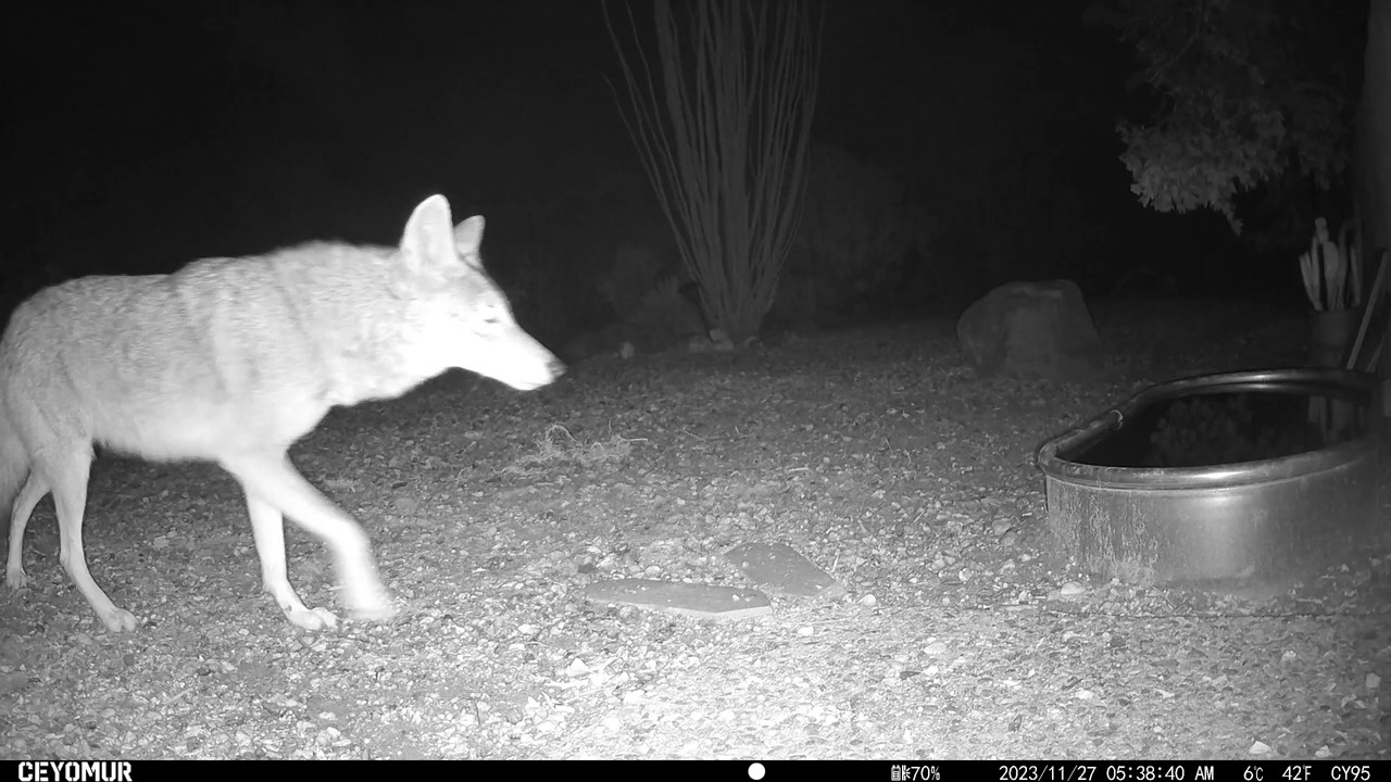 full animal Object Detection Dataset by G2025