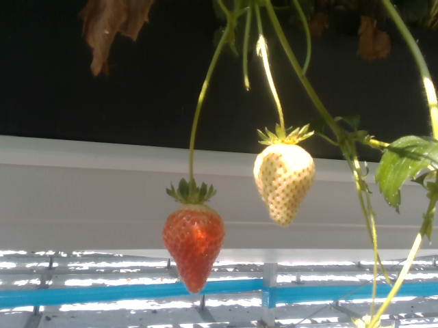 Dyson_annotation Semantic Segmentation Dataset by RGBIMG