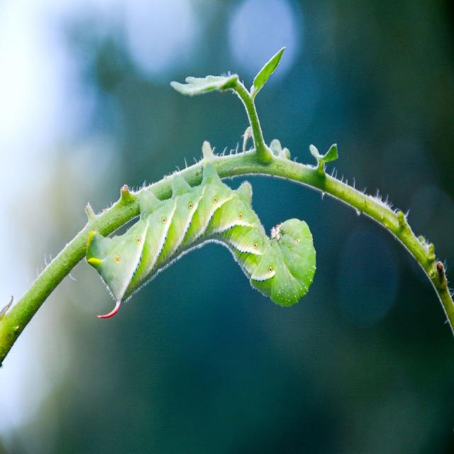 Small Pest Detection Object Detection Dataset By Farm Insect Detection
