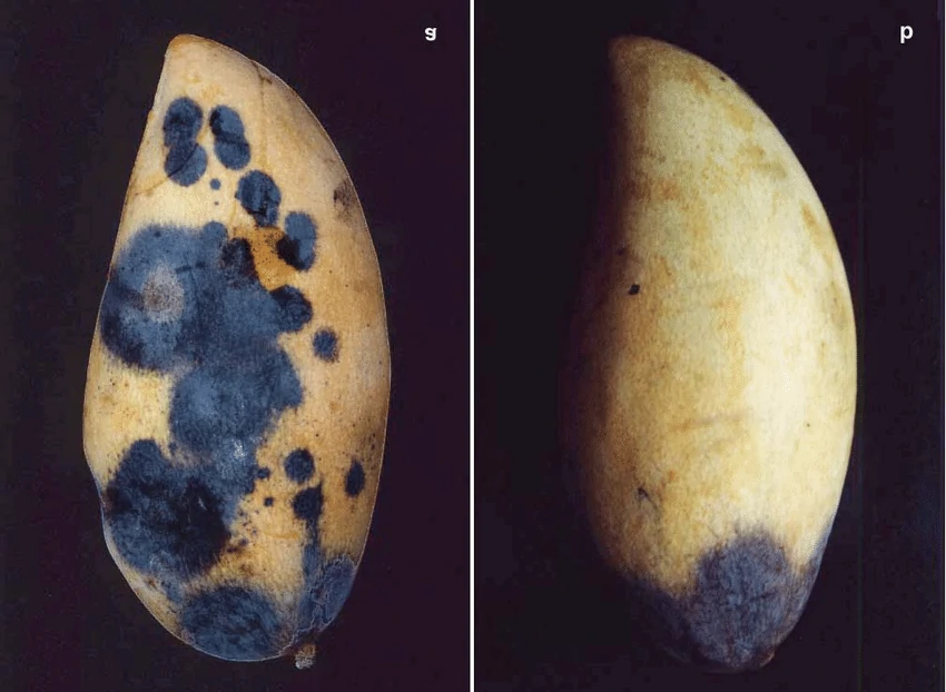 Mango Infected By Anthracnose Disease Roboflow Train Object Detection Dataset And Pre Trained
