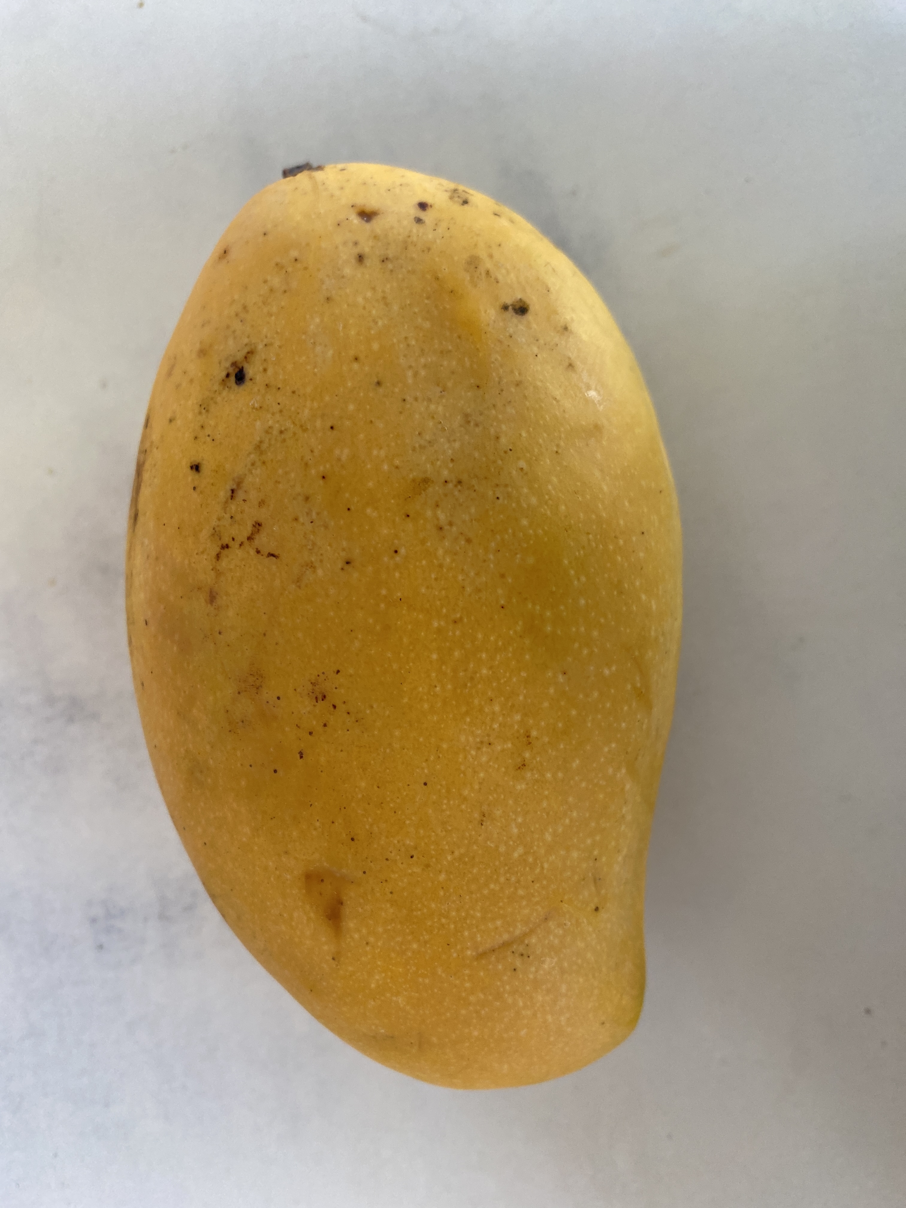 Mango infected by Anthracnose Disease Object Detection Model (v1, Mango ...