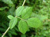 labelling (labelling-kchlz) - Roboflow Universe