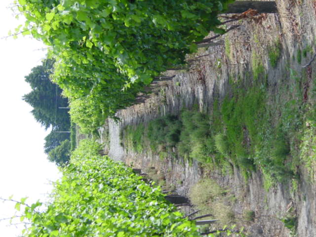 Vineyard image detection Object Detection Dataset by Machine Learning AI