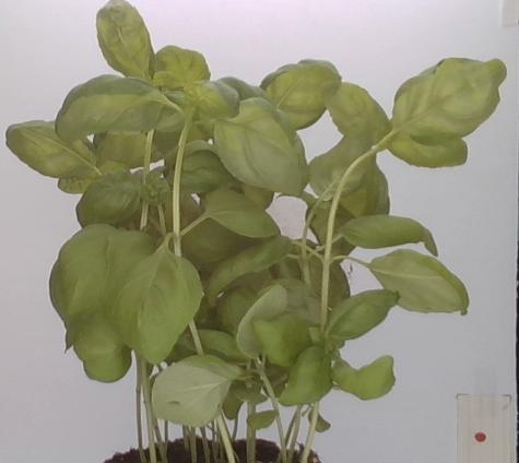 Basil Plant Identification Object Detection Model by Basil Leaf Detection