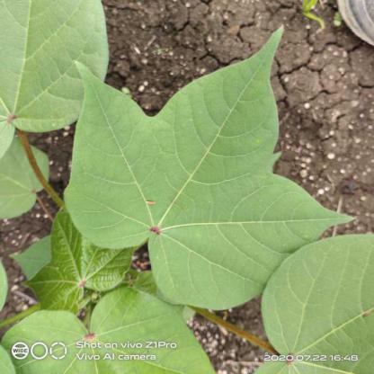 Cotton Object Detection Model by Clara Cobb