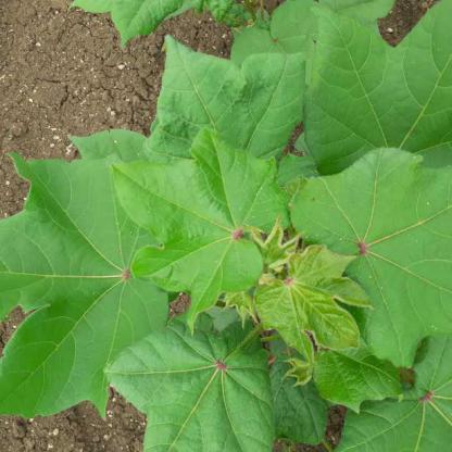 Cotton Object Detection Dataset by Clara Cobb