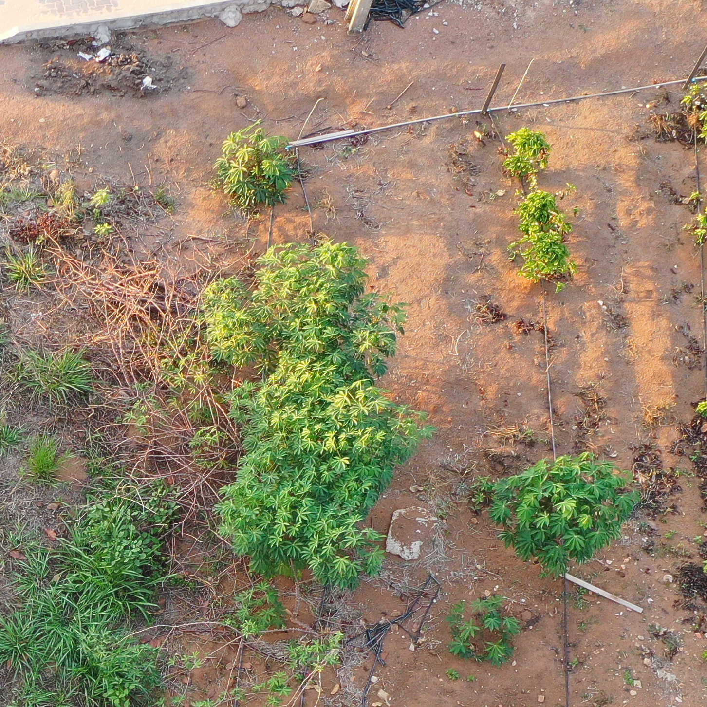 project-cassava-all-heights Instance Segmentation Dataset by Trabalho de Concluso de Curso