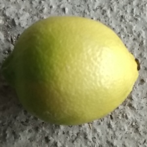 lemons detection Object Detection Dataset by Estudio