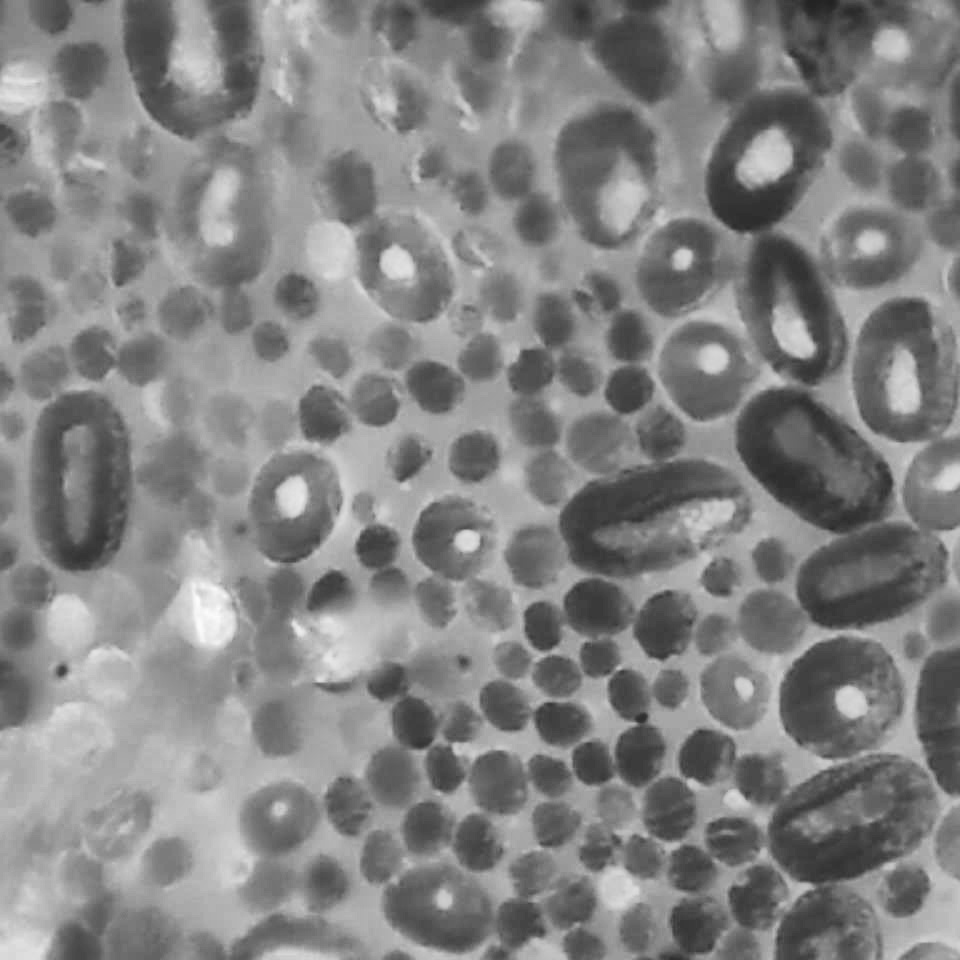 FIBERMULT_DAIMIR_v1 Instance Segmentation Dataset by FIBERMULTDAIMIR