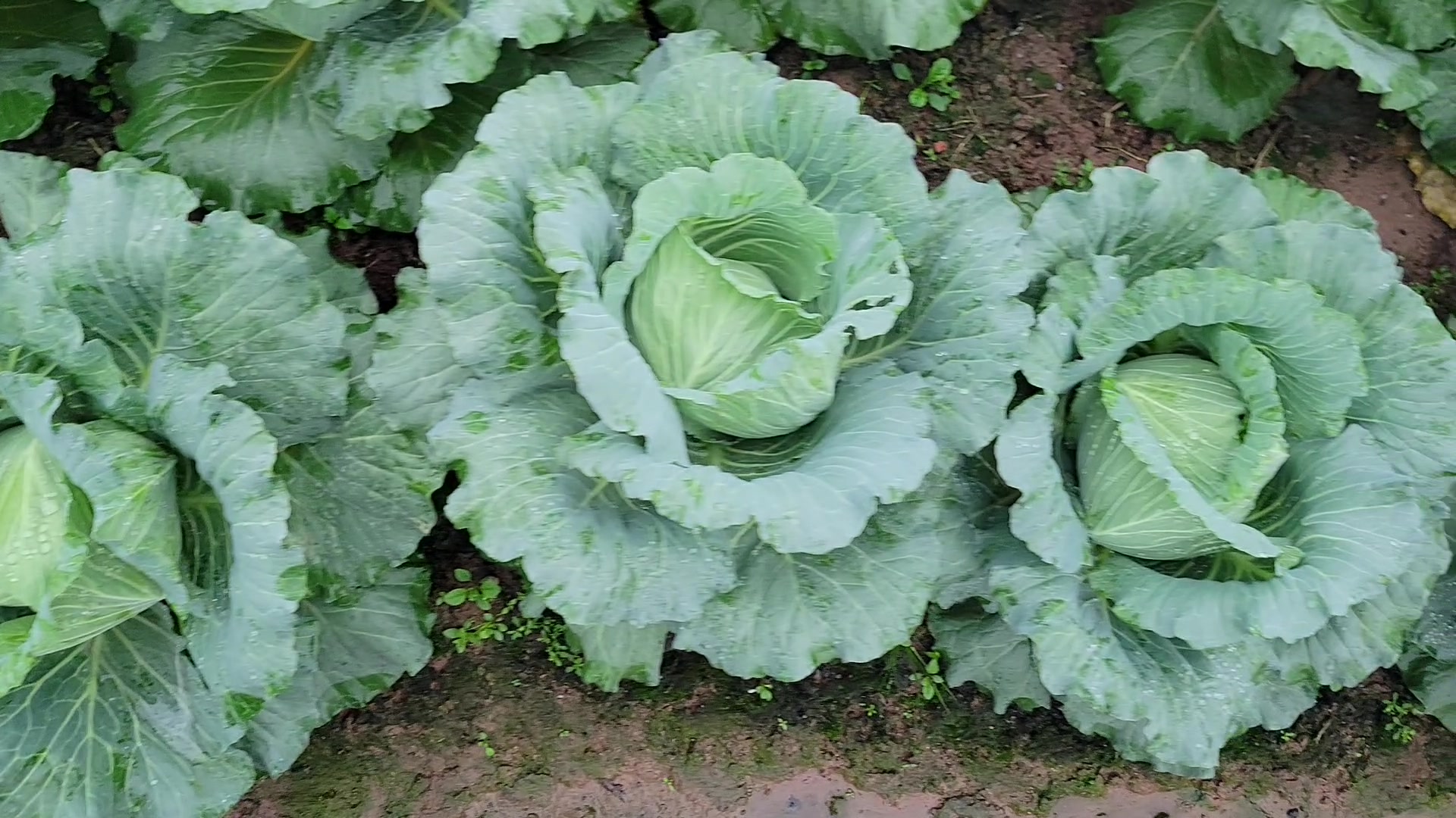 Cabbage Main Growth Stages Object Detection Dataset by ThinhsThesis