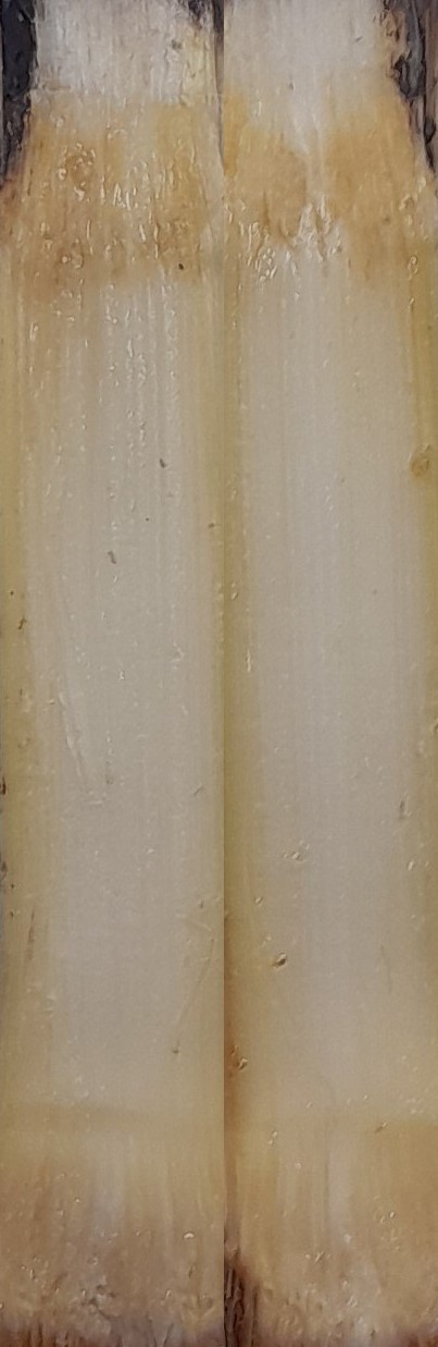 DALAM2-DEMPET Classification Model by DATA