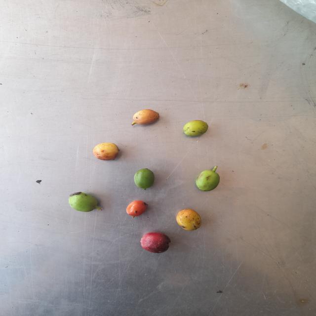 Calidad en el fruto del cafe5 Object Detection Model by pollo queso