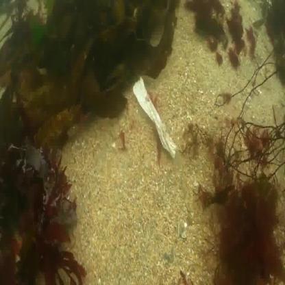 Underwater Plastic Detection Object Detection Model By