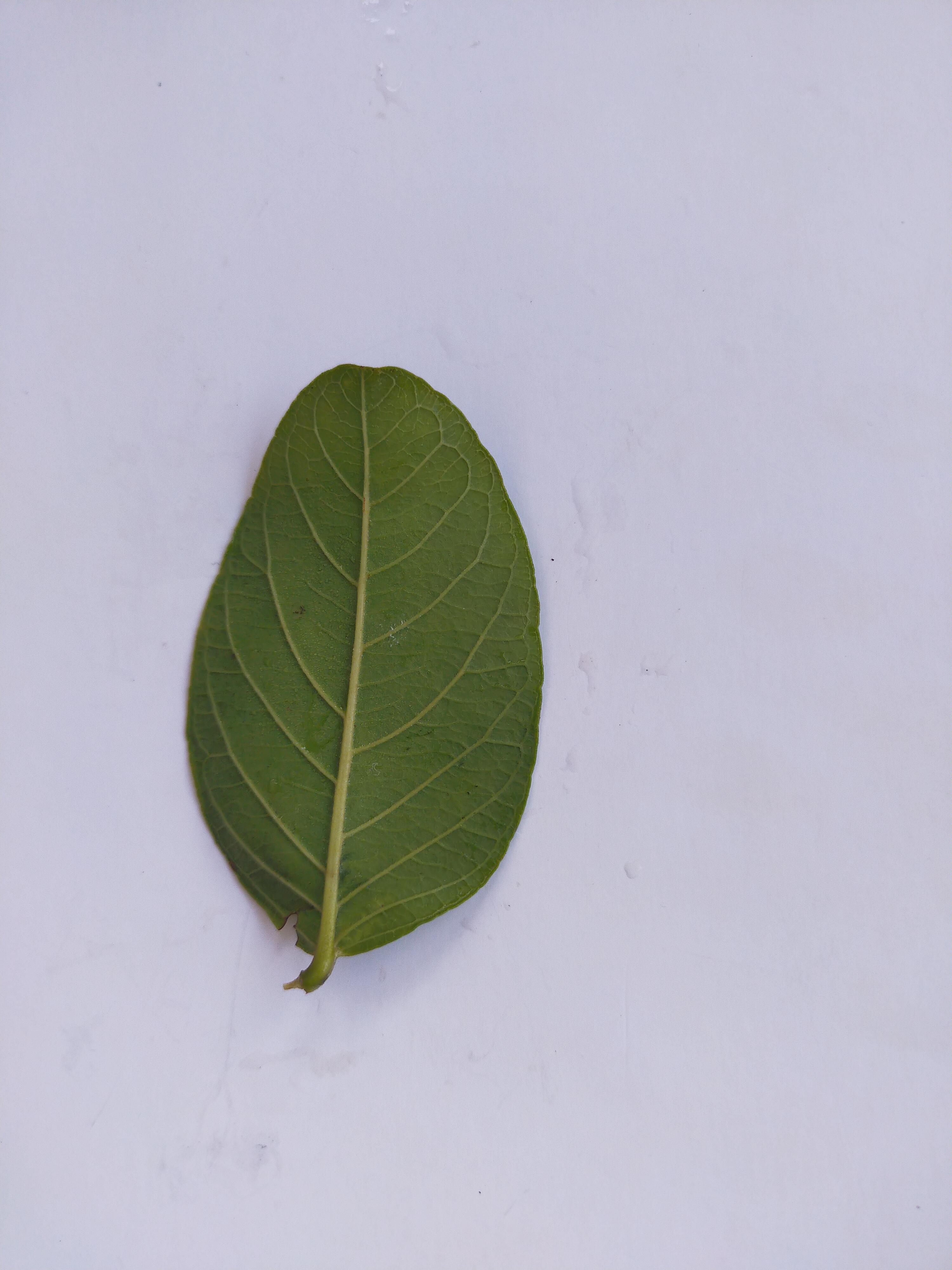Medicinal Plants Object Detection Model by Medicinal Plants