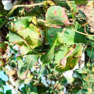 Cotton disease detection Object Detection Model by disease detection
