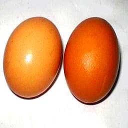 Deteksi_Telur Object Detection Model by DatasetAPD