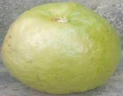 guava Object Detection Dataset and Pre-Trained Model by MyHome