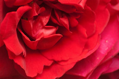 Roses Object Detection Dataset by shougakusei